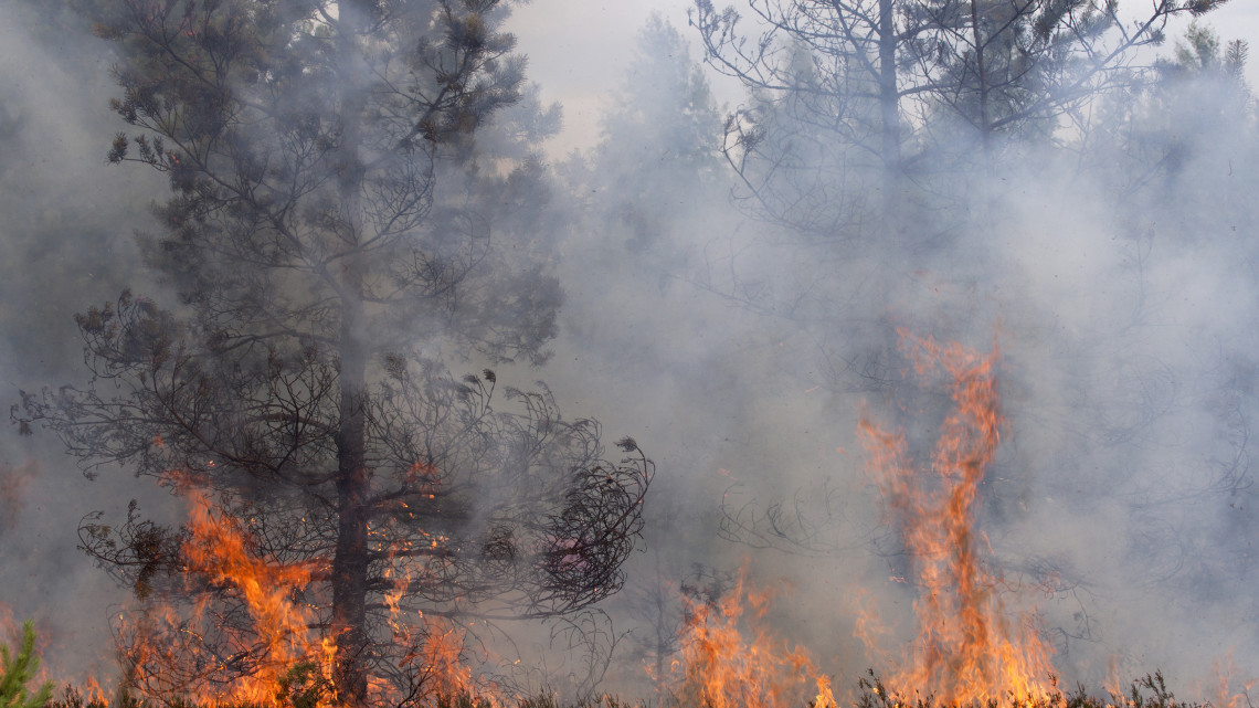 Prévenir les feux de forêt et s’y préparer - Blogue Allstate Assurance