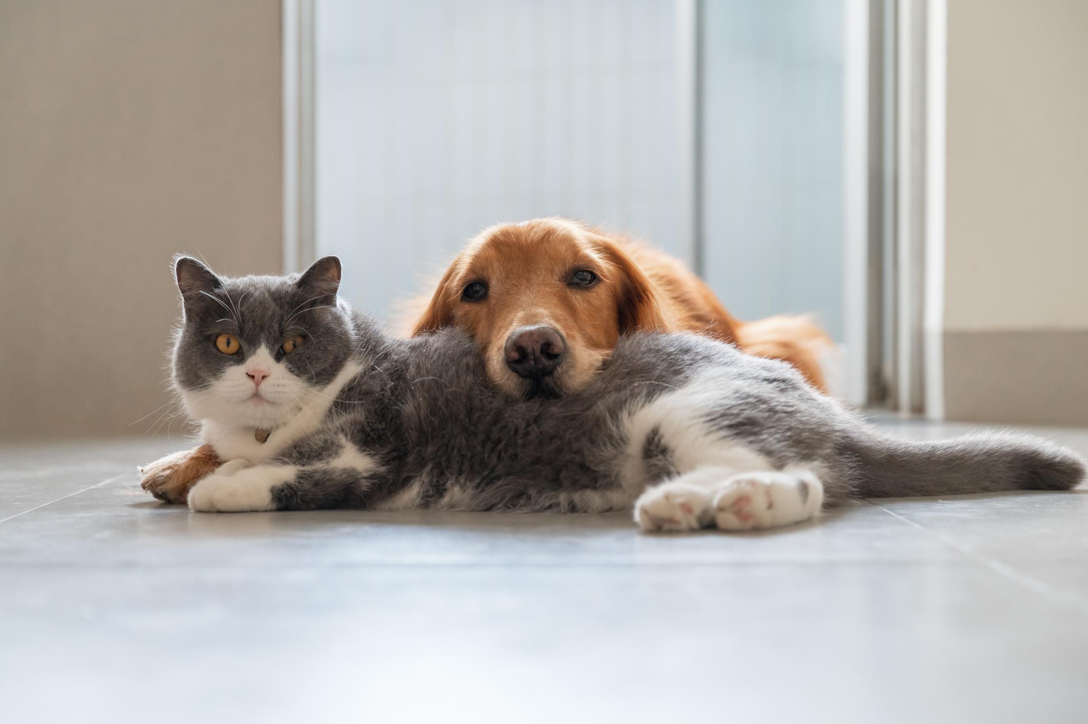 September is Pet Health Insurance Month - GOOD HANDS Blog